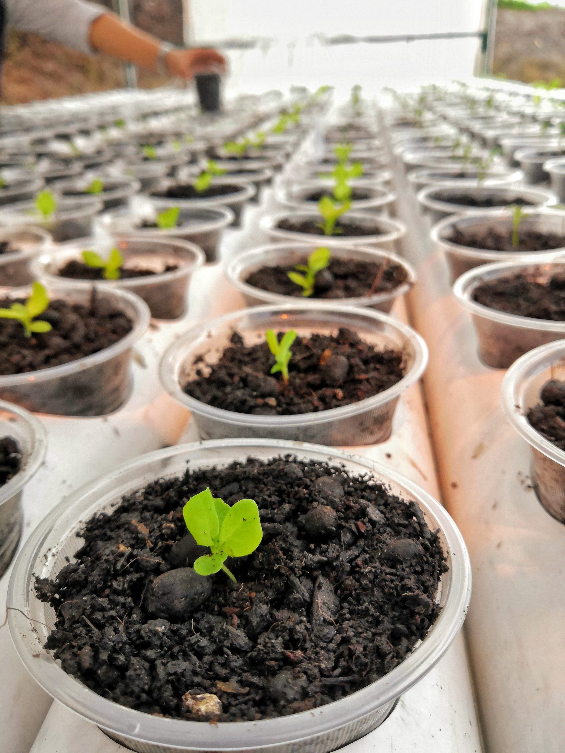 All Natural Farming Input Solutions - Bio-Fertilizer - Bio-Feeds